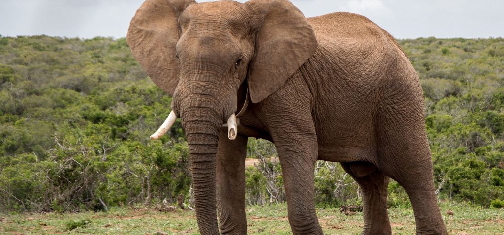 SA’s success story in elephant conservation – eRadio SA – Live from the ...